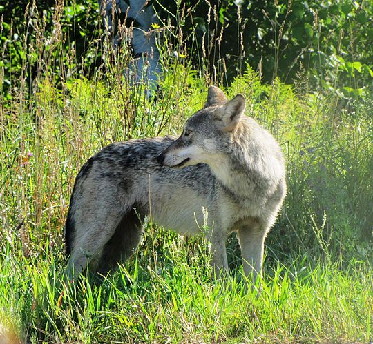 Michigan Wolf Hunting Referendum, Proposal 1 (2014) - Ballotpedia